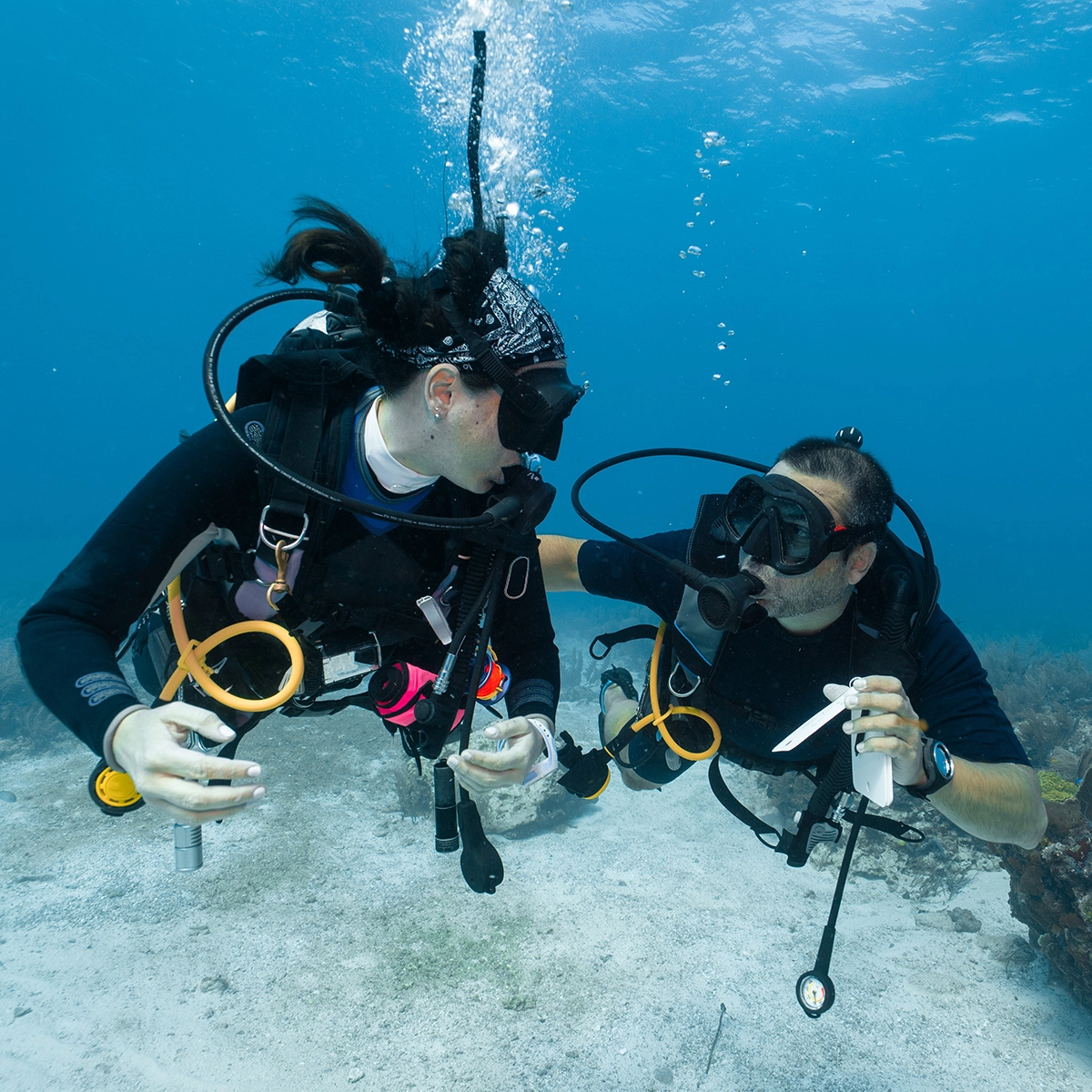 PADI MSDT Preparation Course in Sharm El Sheikh | Pyramids Diving Center
