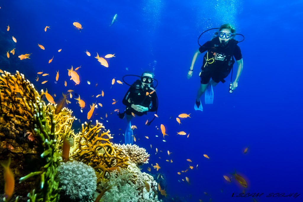 PADI Open Water Diver Course Sharm El Sheikh | Get Certified with ...