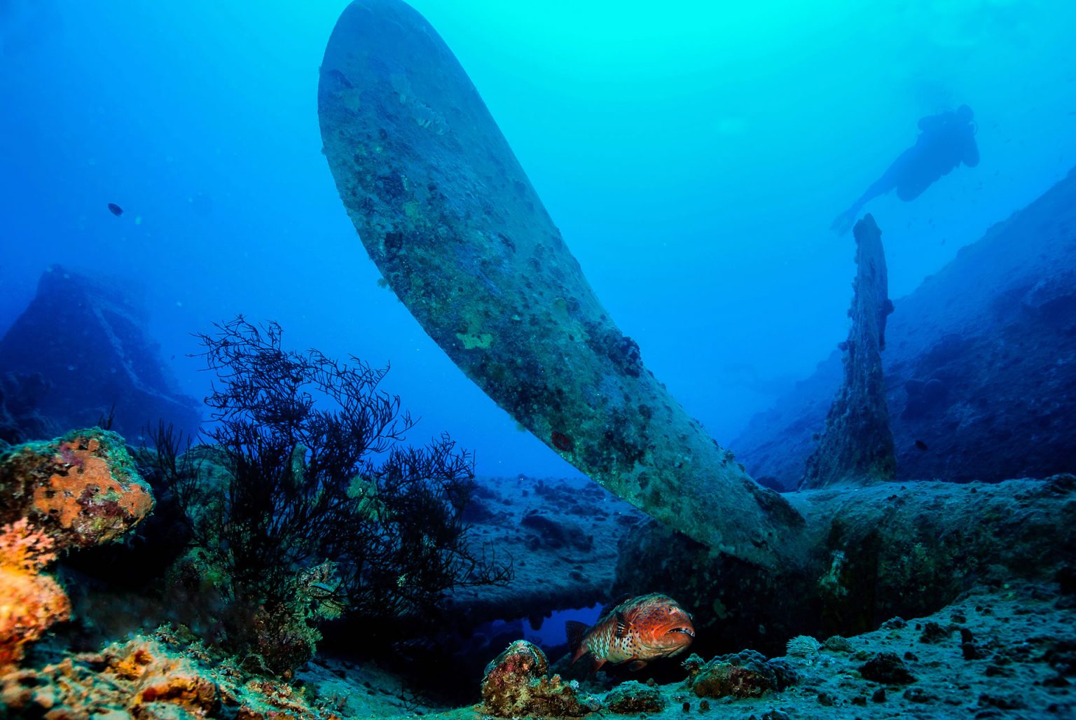 Pyramids Diving Center | PADI 5★ IDC Resort in Sharm El Sheikh