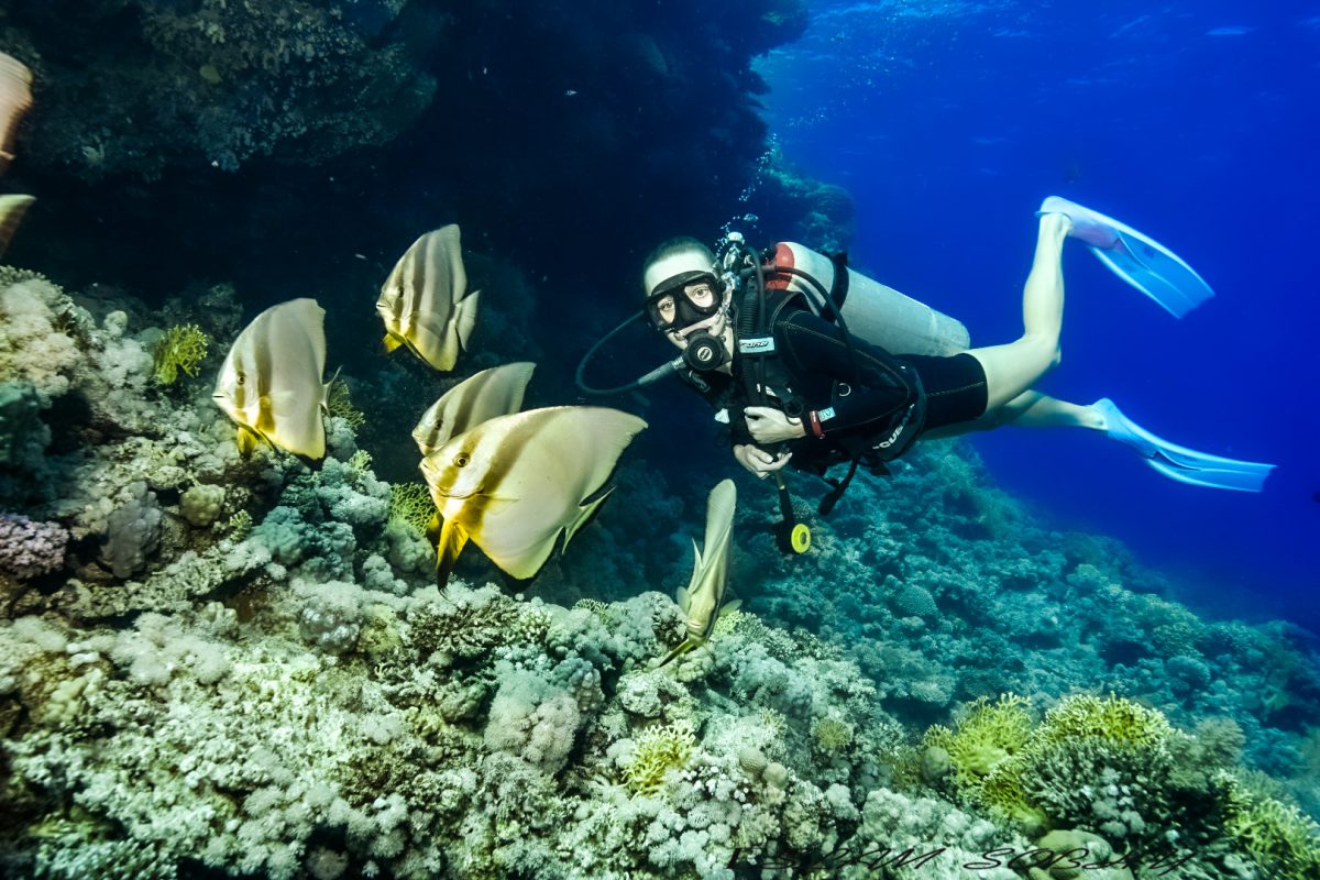 PADI Open Water Diver Course Sharm El Sheikh | Get Certified with ...